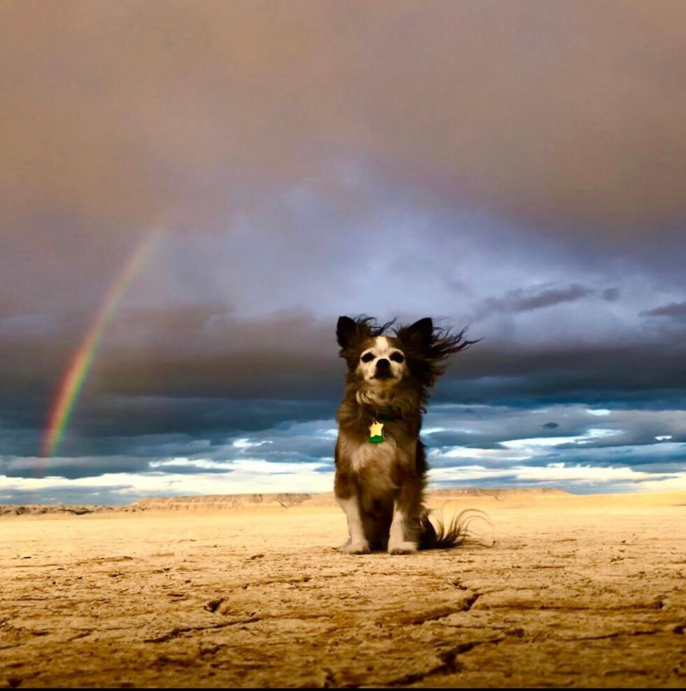 About City Pets Vet | Vet In Portland, OR 97202