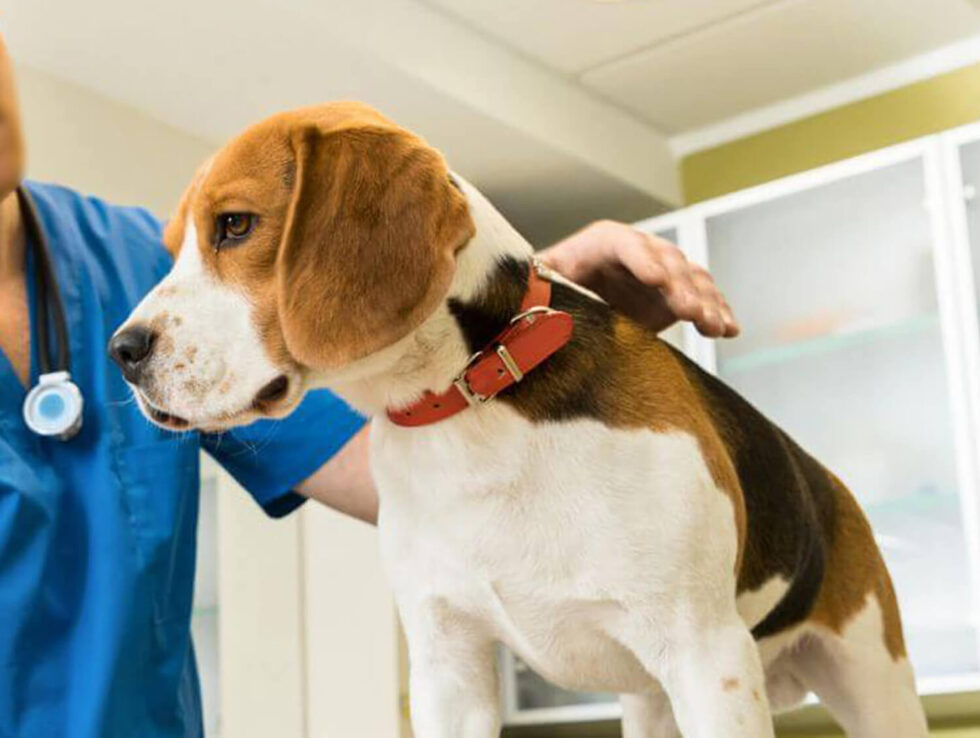 Best Veterinary Hospital In Portland, OR | City Pets Vet
